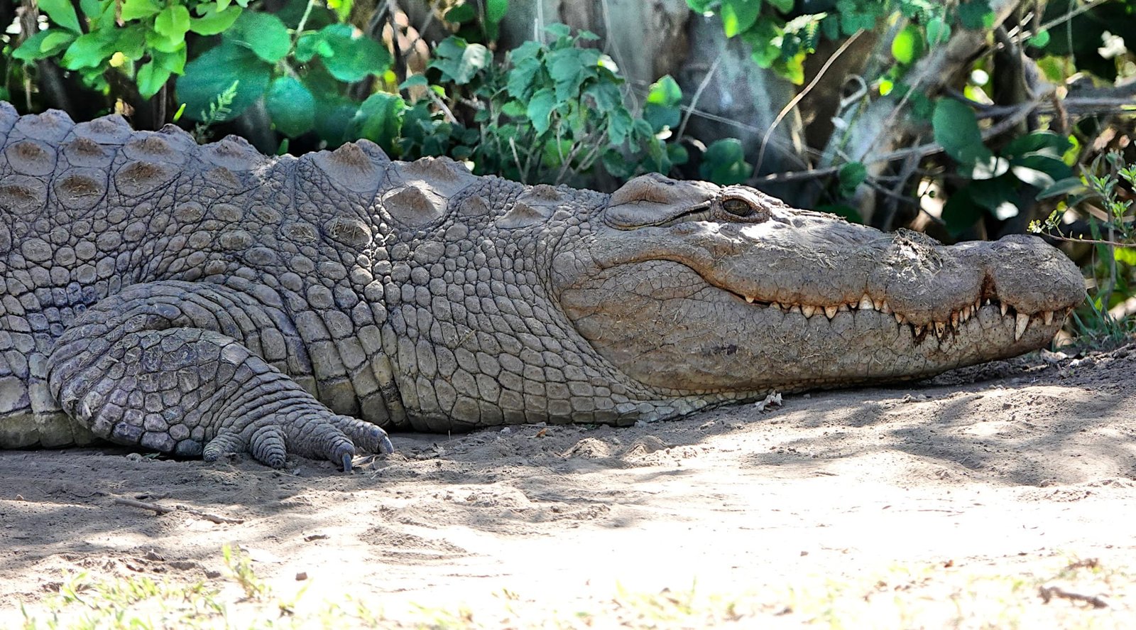 Other species - The Josses' Wildlife Safari Photos